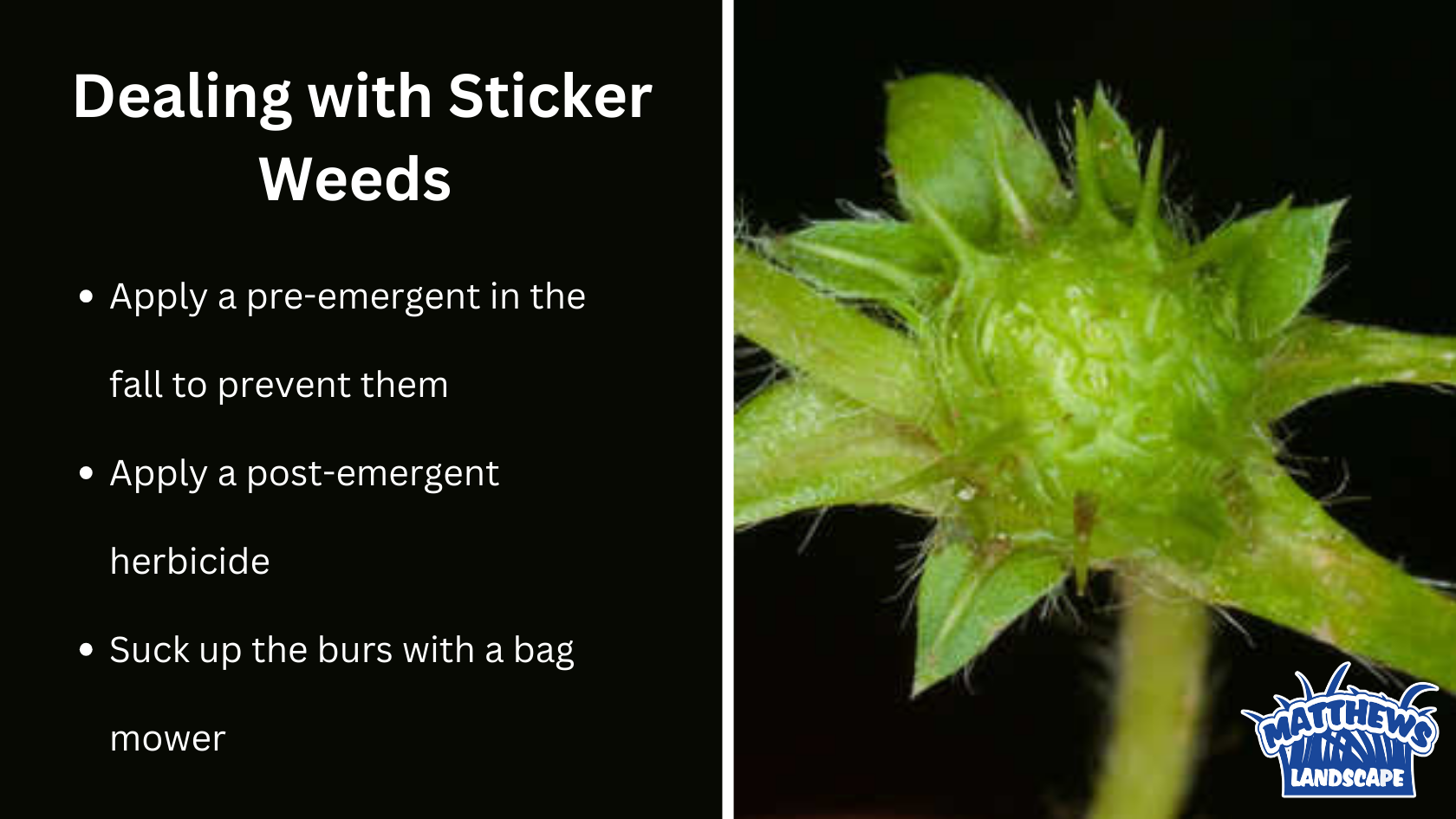 How to Deal With Lawn Stickers - Matthews Landscape and Pest