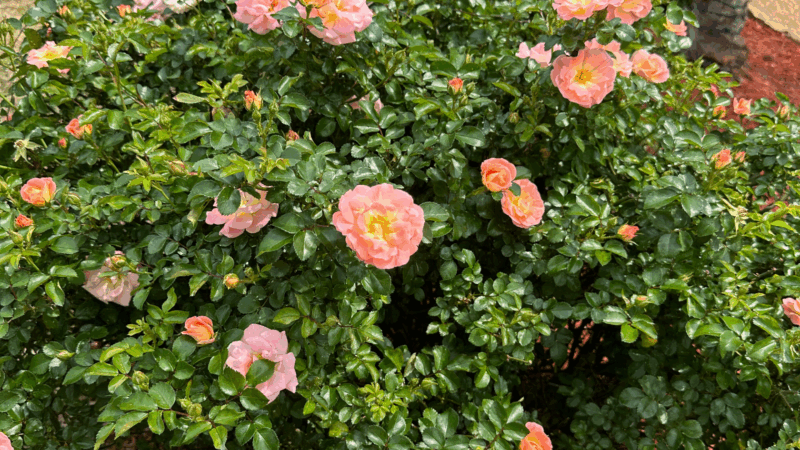 Alternative to Knockout Roses - Matthews Landscape and Pest