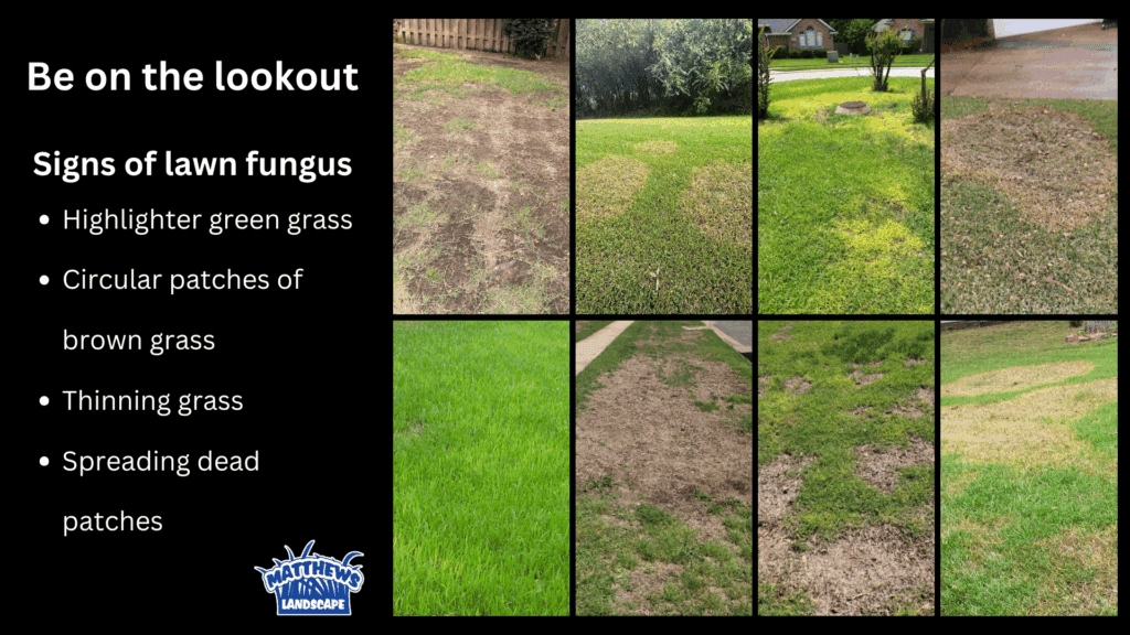 Know the Signs of Lawn Fungus - Matthews Landscape and Pest