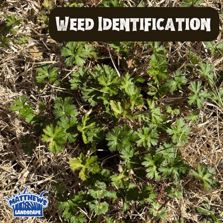 Weed Identification: Carolina geranium - Matthews Landscaping