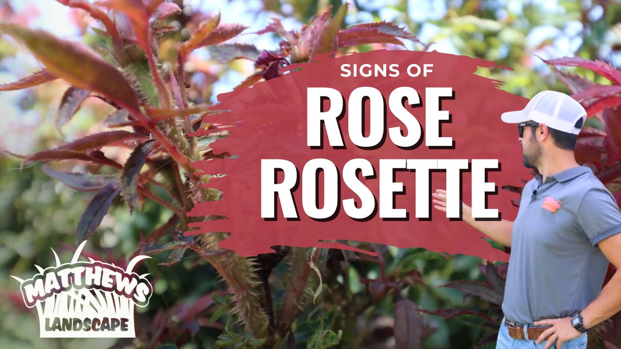 Signs of Rose Rosette Disease - Matthews Landscape and Pest