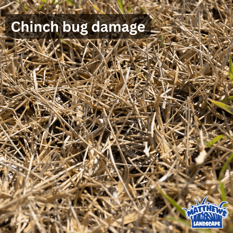 Chinch Bugs vs Hotspots: What's the Difference? - Matthews Landscape ...